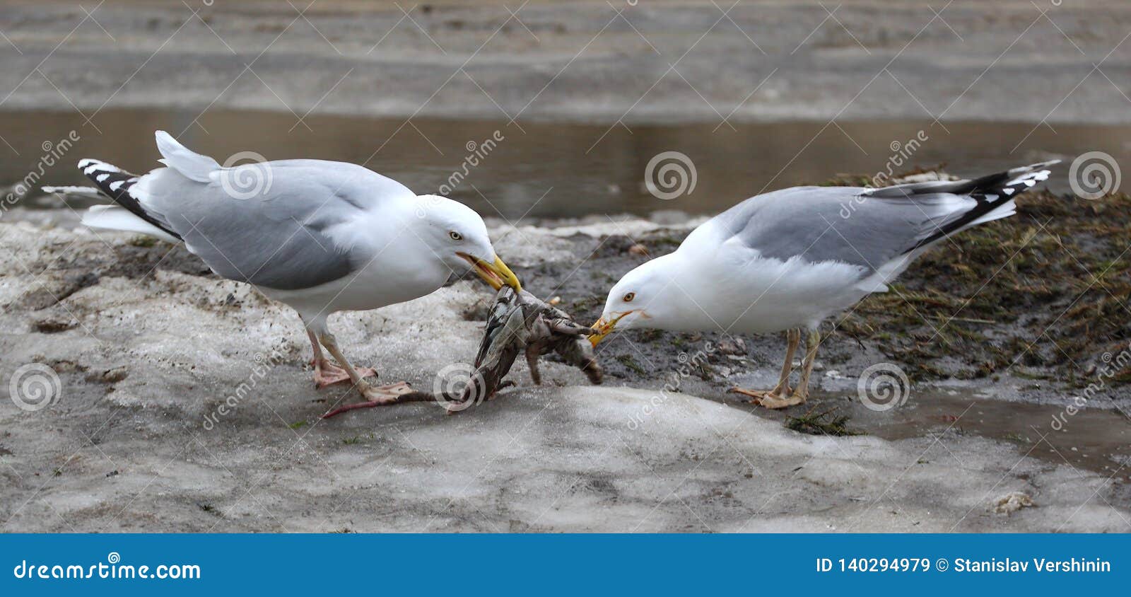Seagulls eating a dead rat stock image. Image of bird - 140294979