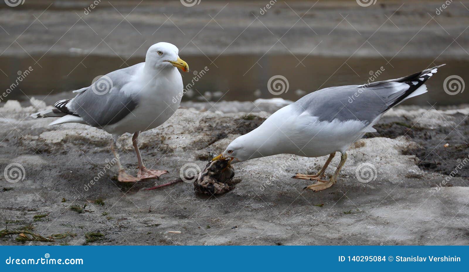 Seagulls eating a dead rat stock photo. Image of birds - 140295084