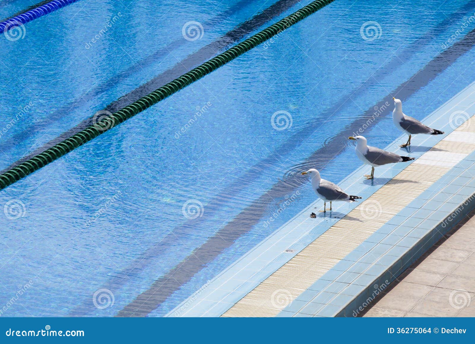 Seagulls on the Edge of a Pool Stock Photo - Image of bird, summer ...