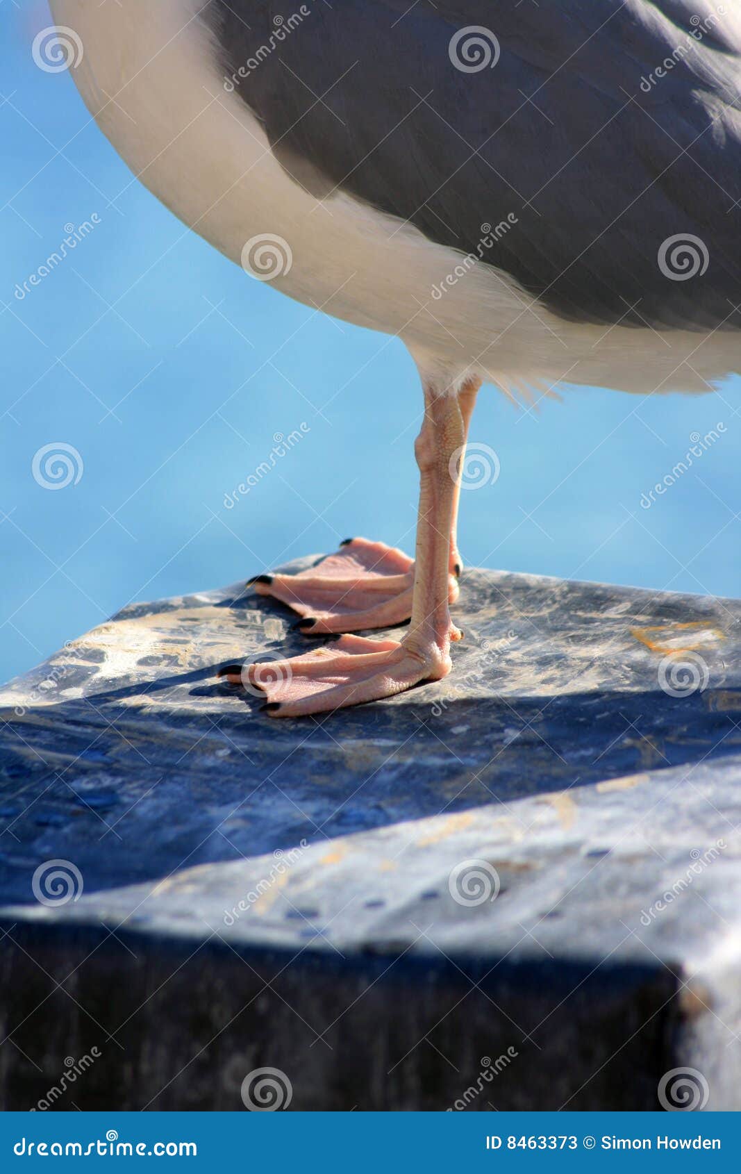Seagulls feet stock image. Image of feathers, yellow, nature - 8463373