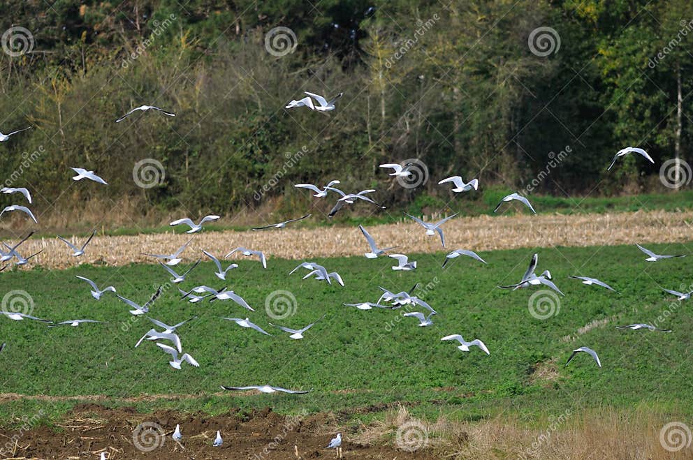 Seagulls in a Field in Brittany Stock Image - Image of agriculture ...