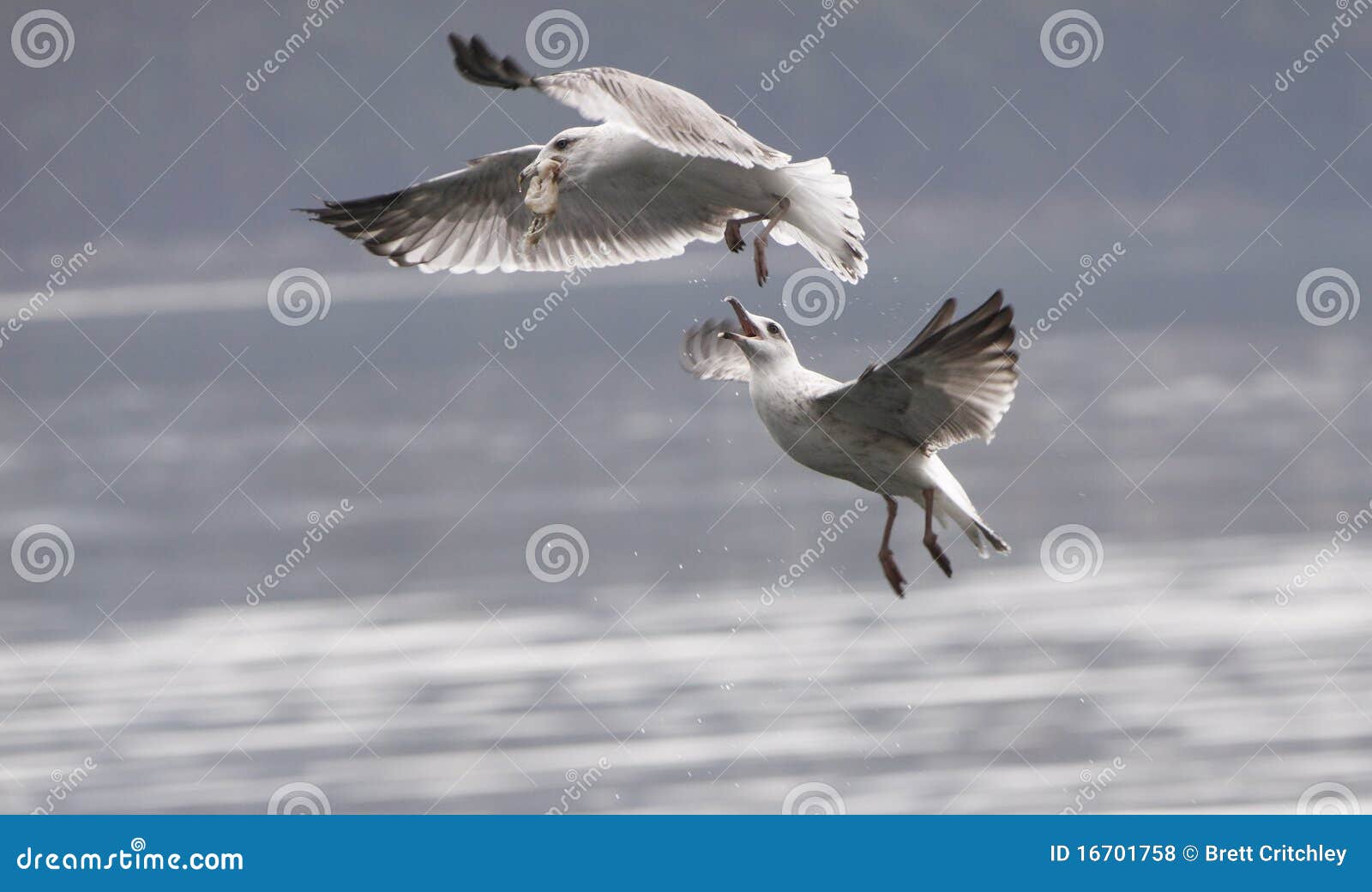 Seagulls fight stock photo. Image of dive, feathers, caught - 16701758