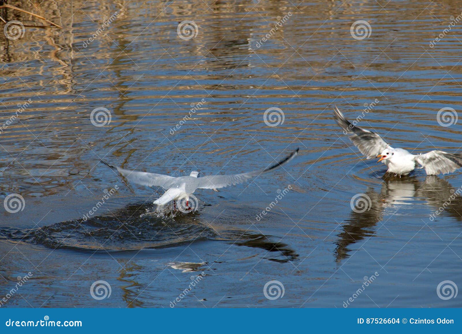 Seagulls fight stock photo. Image of ducks, grey, danubeswans - 87526604