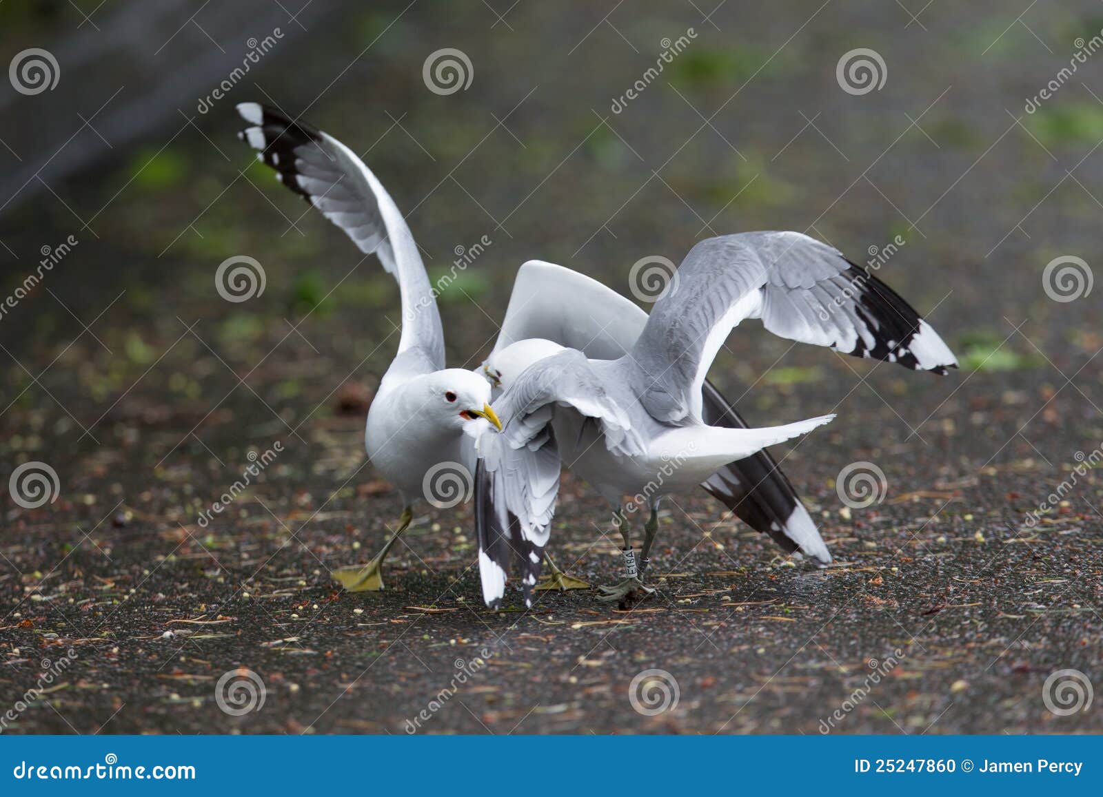 Seagulls fighting stock photo. Image of fight, seagulls - 25247860