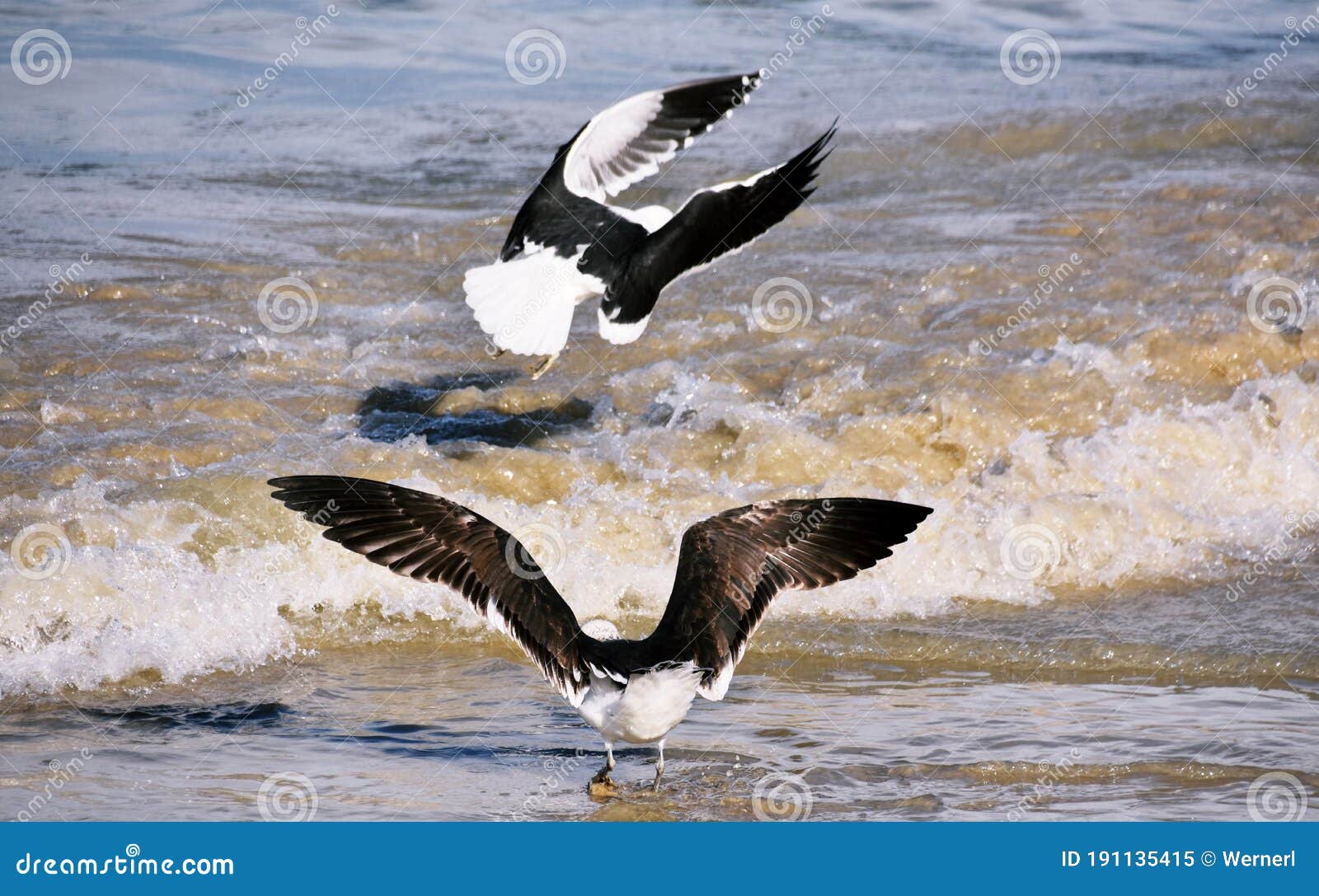 Seagulls Fighting on the Beach Stock Image - Image of beach, atlantic ...
