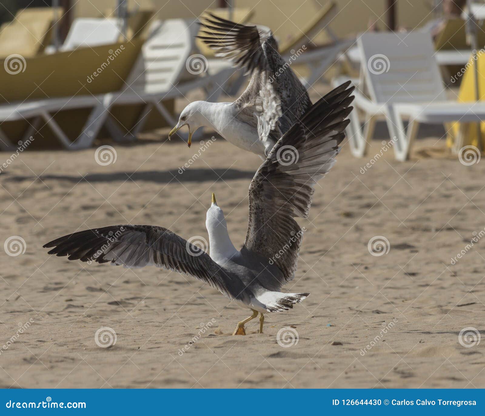 Seagulls fighting stock photo. Image of sunny, freedom - 126644430