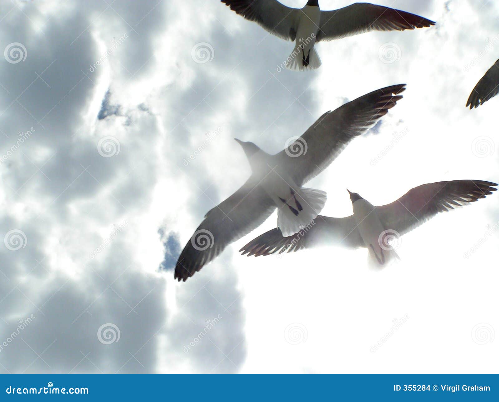 Seagulls in Flight 1 stock photo. Image of bird, blue, swoop - 355284