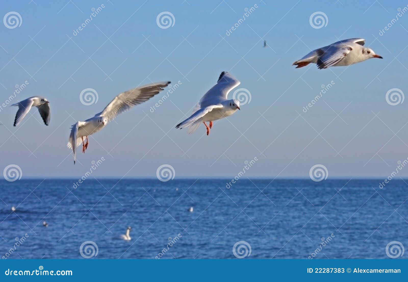 Seagulls in flight stock image. Image of blue, nautical - 22287383