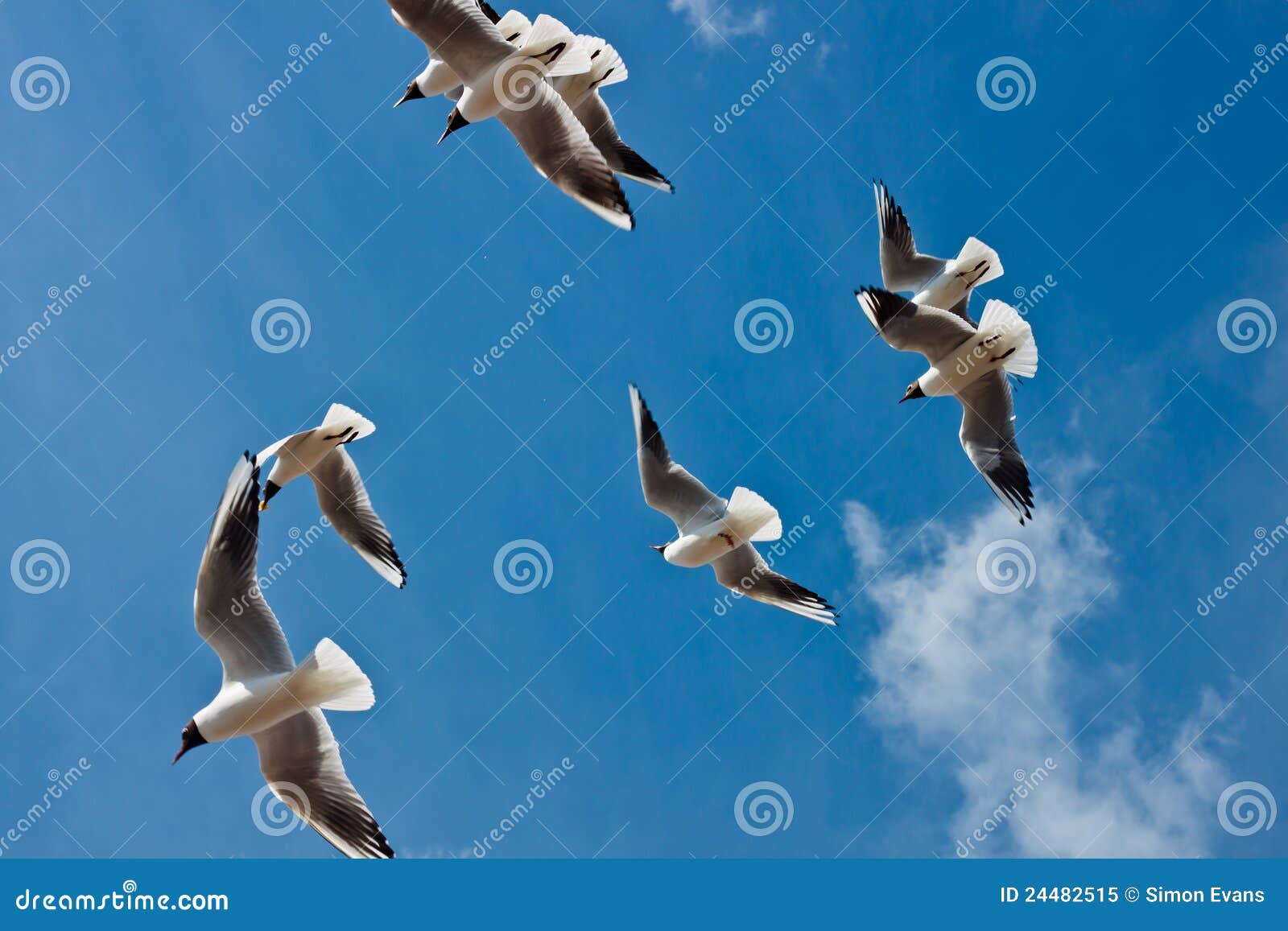 Seagulls in flight stock image. Image of birds, gull - 24482515