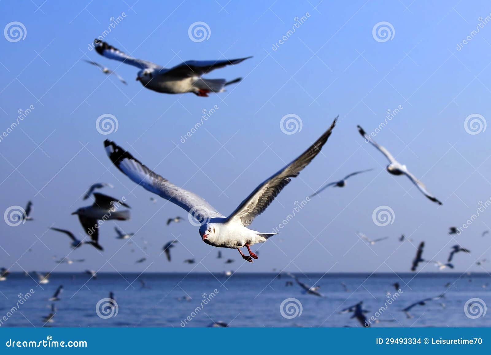 Seagulls in Flight stock photo. Image of moving, action - 29493334