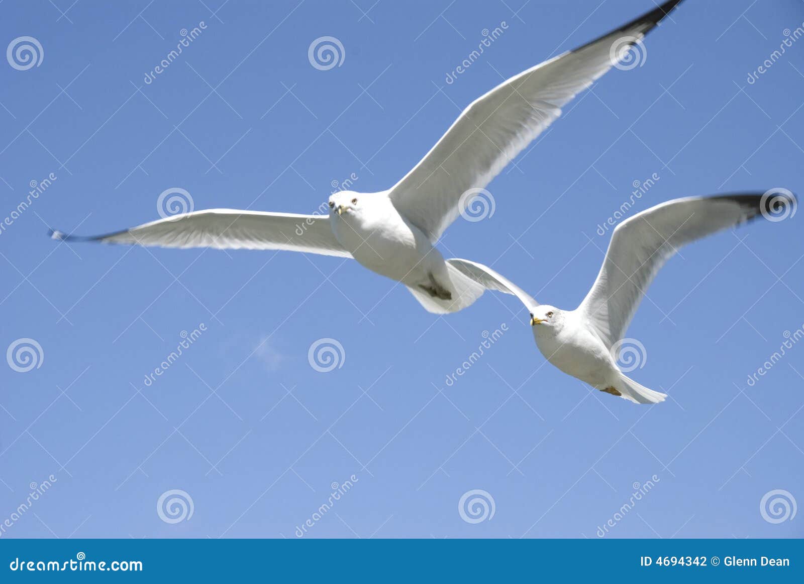 Seagulls in flight stock photo. Image of majestic, gulls - 4694342