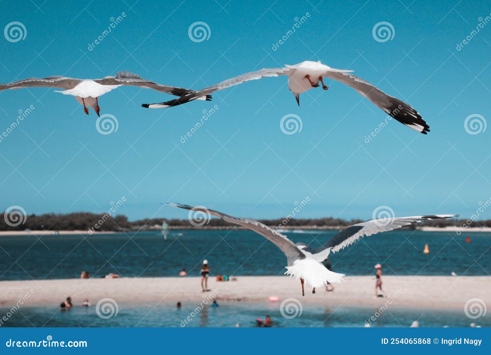 Seagulls in flight stock photo. Image of wind, wings - 254065868
