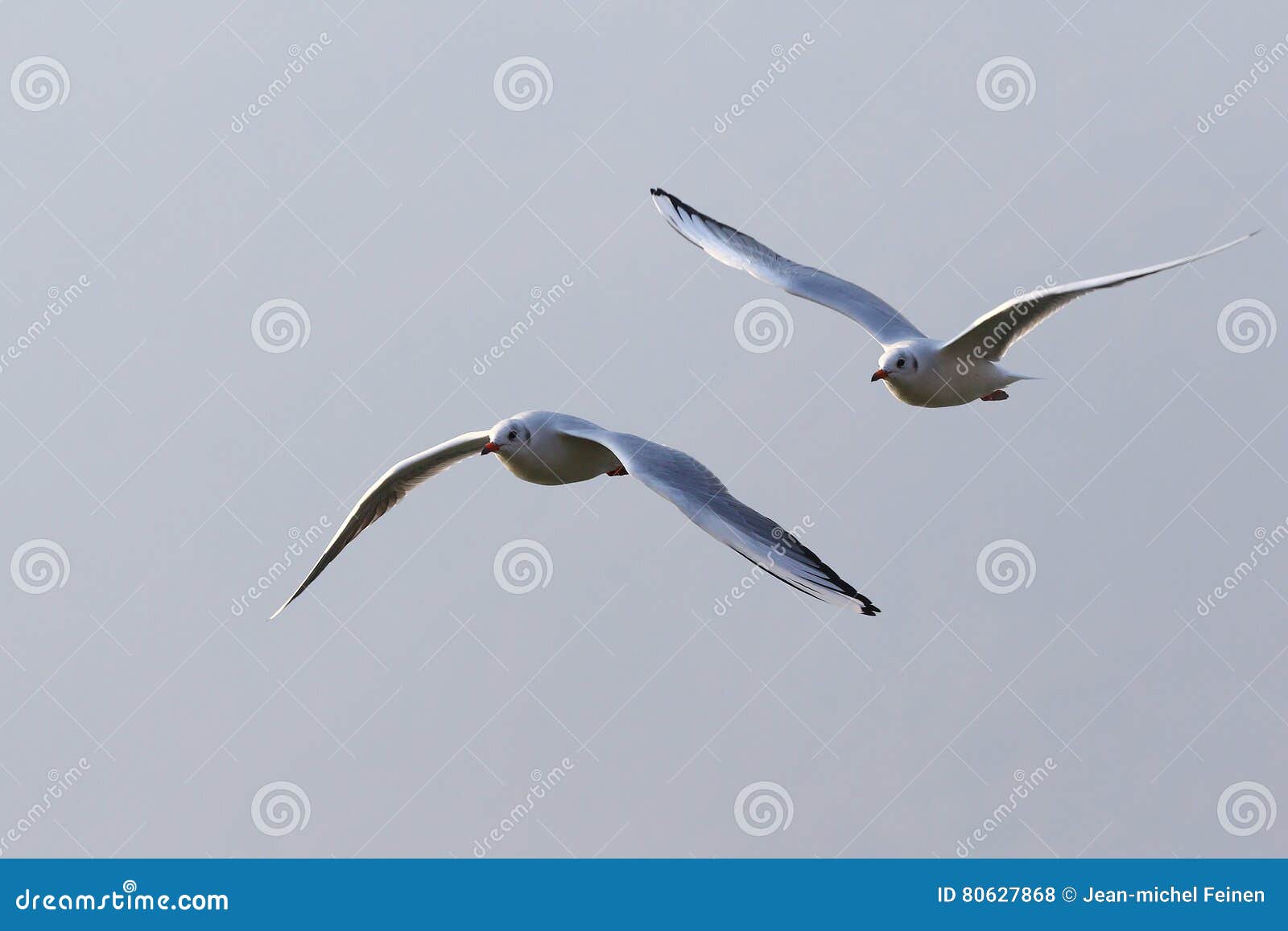 Seagulls in flight stock photo. Image of seagull, beak - 80627868