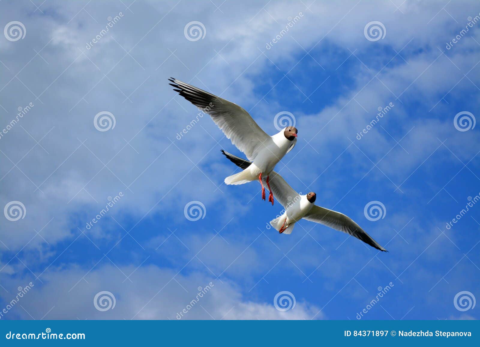 Seagulls in flight stock image. Image of feather, flutter - 84371897