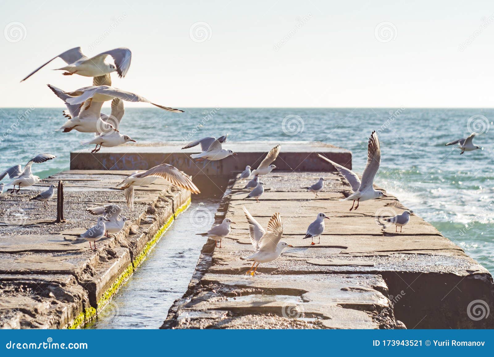 Seagulls Fly Over the Pier on the Sea Stock Image - Image of birds ...