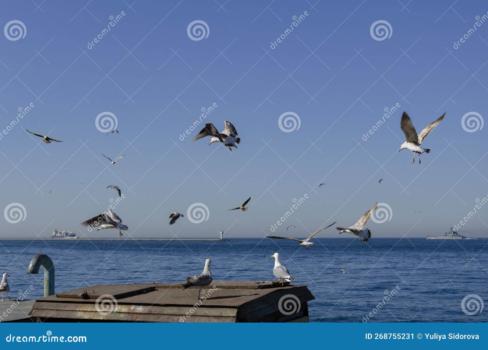 Seagulls Fly Over the Sea Beautifully Spreading Their Wings Stock Image ...