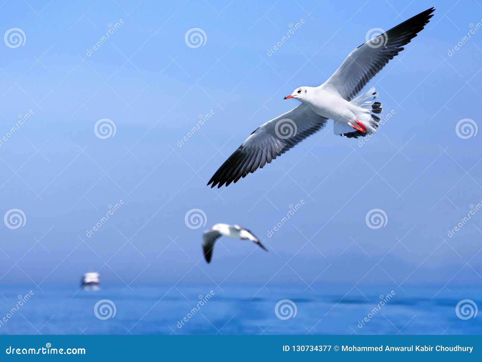 Seagulls fly over the sea stock image. Image of cloud - 130734377
