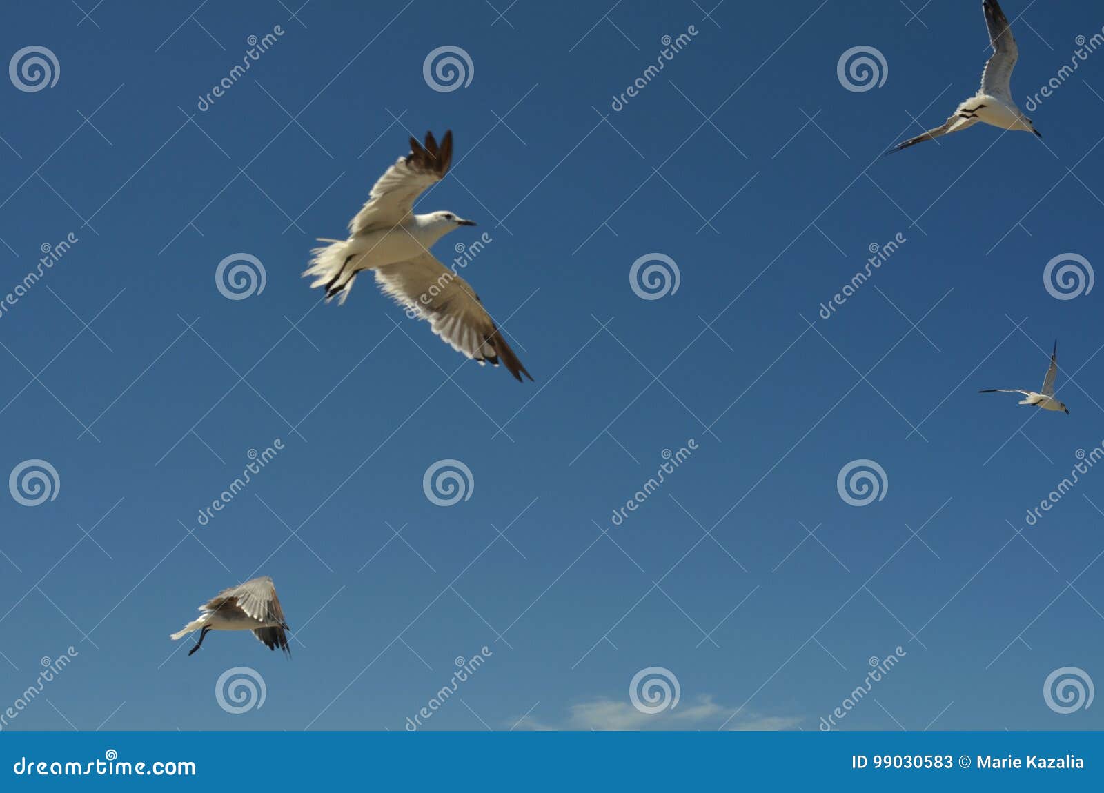 Seagulls in Flight at Seashore Stock Image - Image of color, background ...