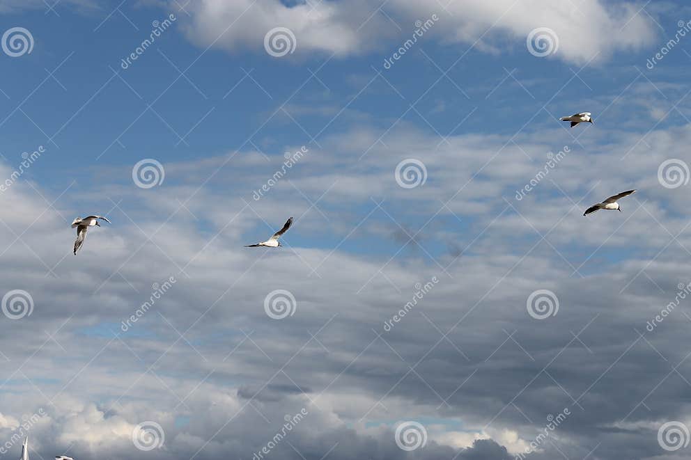 Seagulls stock image. Image of seagull, wind, flight - 350448437
