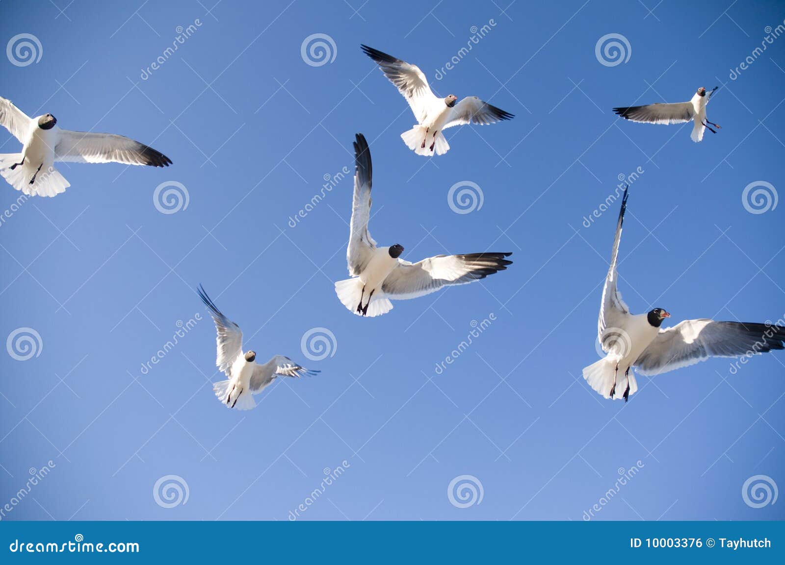 Seagulls flying stock photo. Image of wings, birds, bird - 10003376