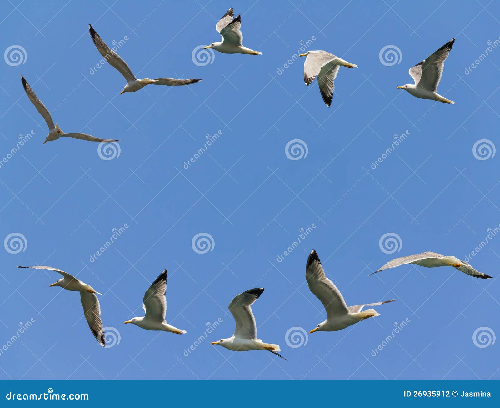 Seagulls flying stock photo. Image of pose, bird, nature - 26935912