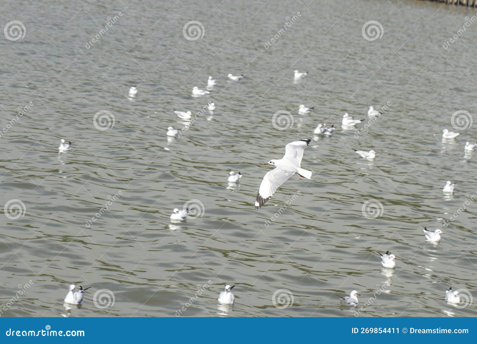One Seagull is Flying.Seagulls are Flying Above the Flock of Seagulls ...