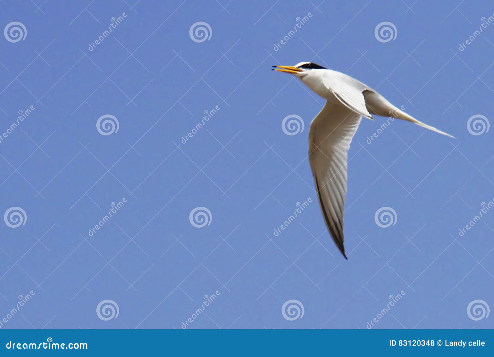 Seagulls stock photo. Image of view, leucomelanosmale - 83120348
