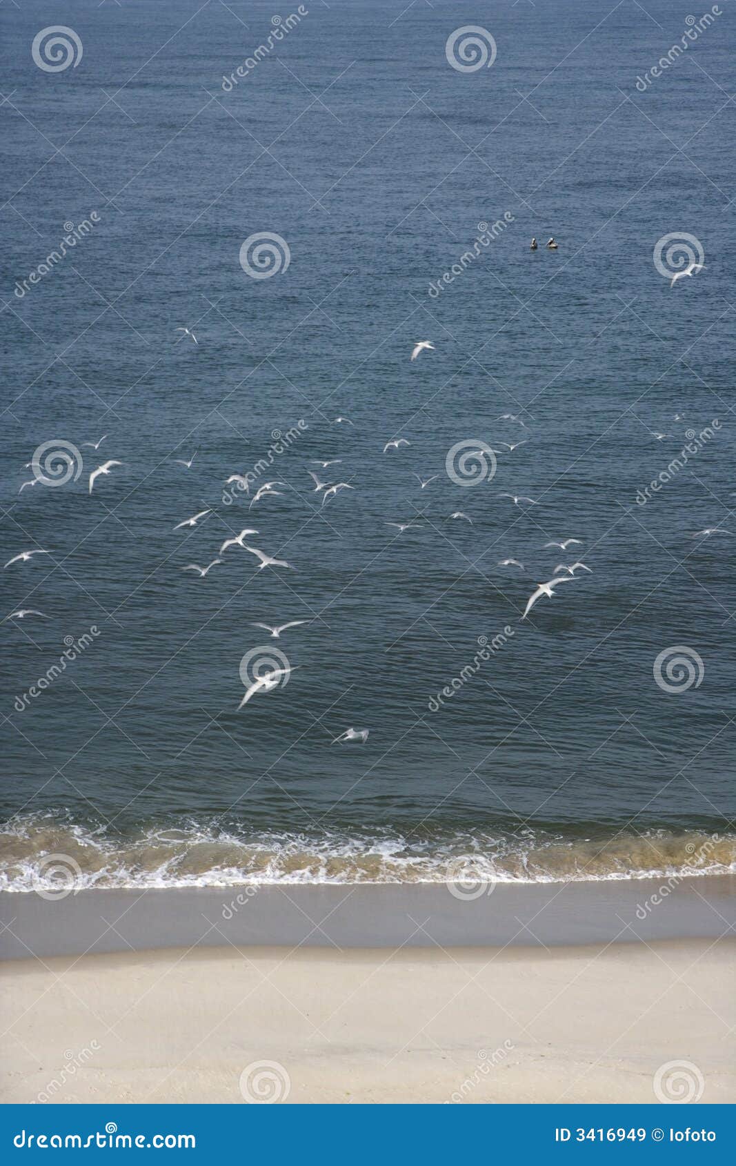 Seagulls flying at beach. stock image. Image of nature - 3416949