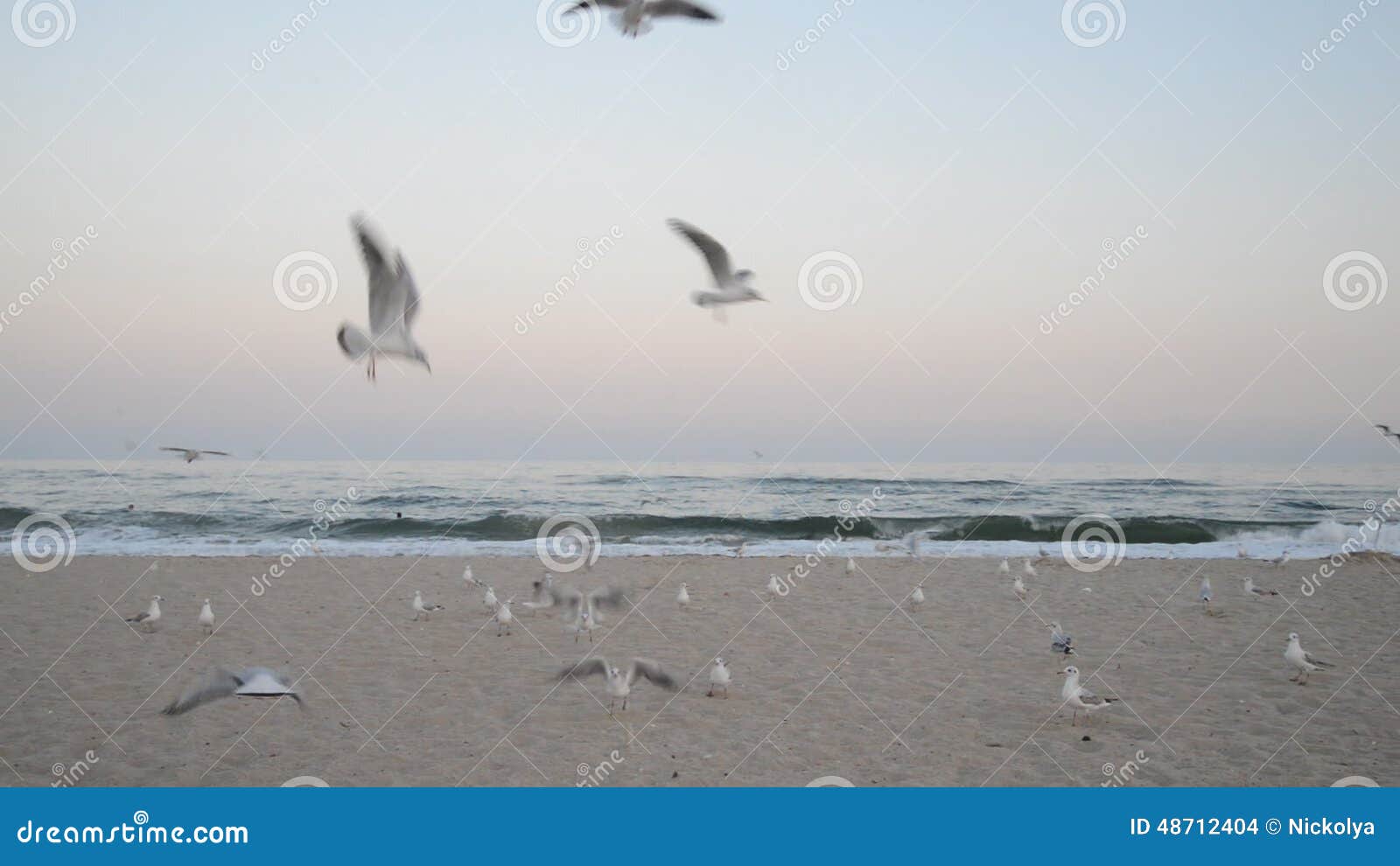 Seagulls flying on a beach stock footage. Video of nature - 48712404