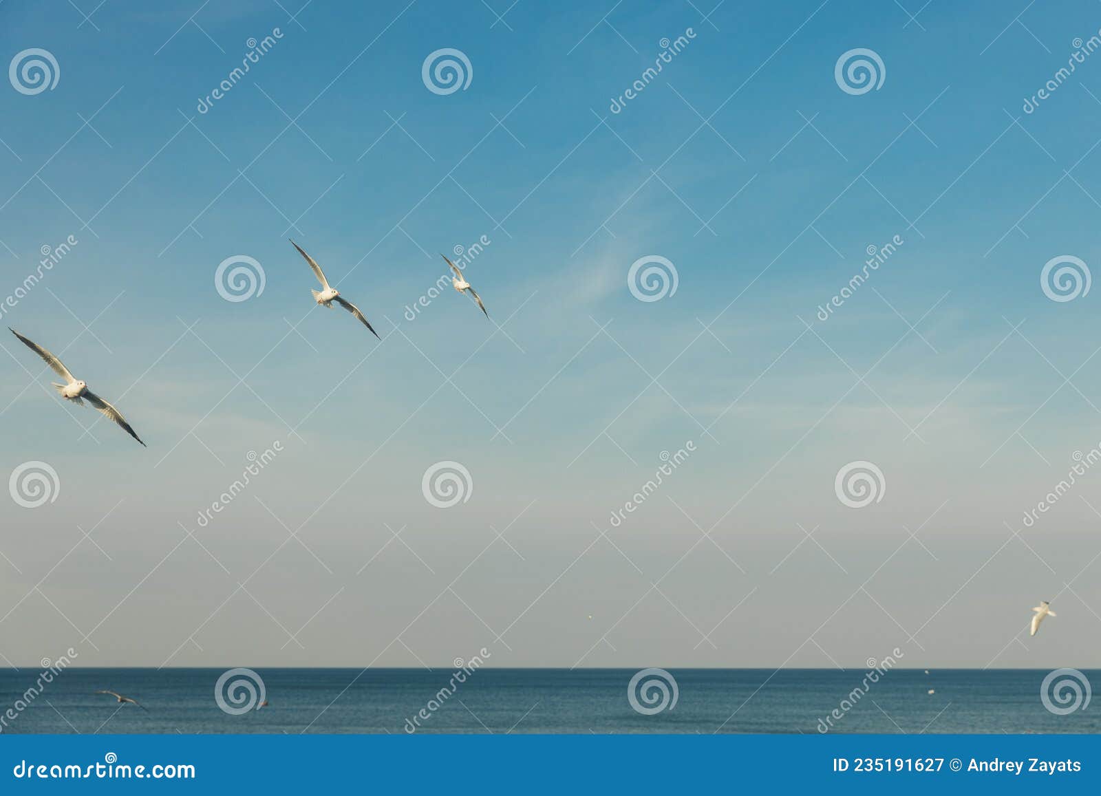 Seagulls Flying High in the Wind Against the Blue Sky and White Clouds ...