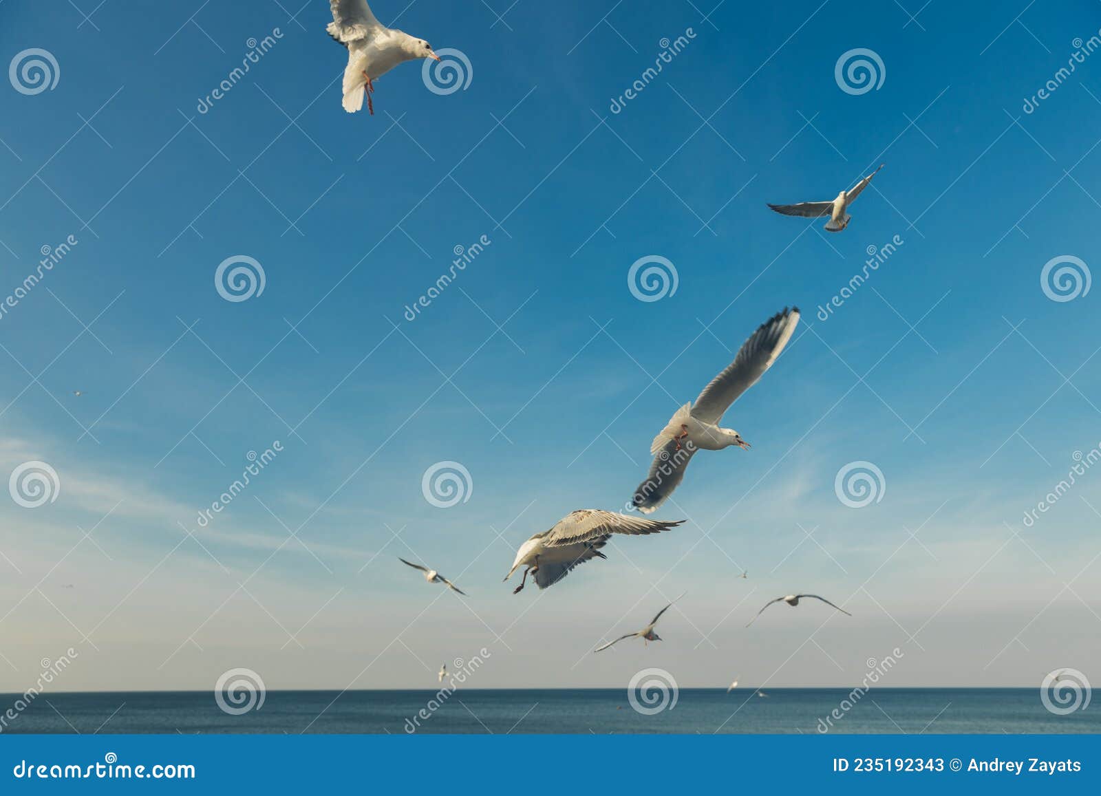 Seagulls Flying High in the Wind Against the Blue Sky and White Clouds ...