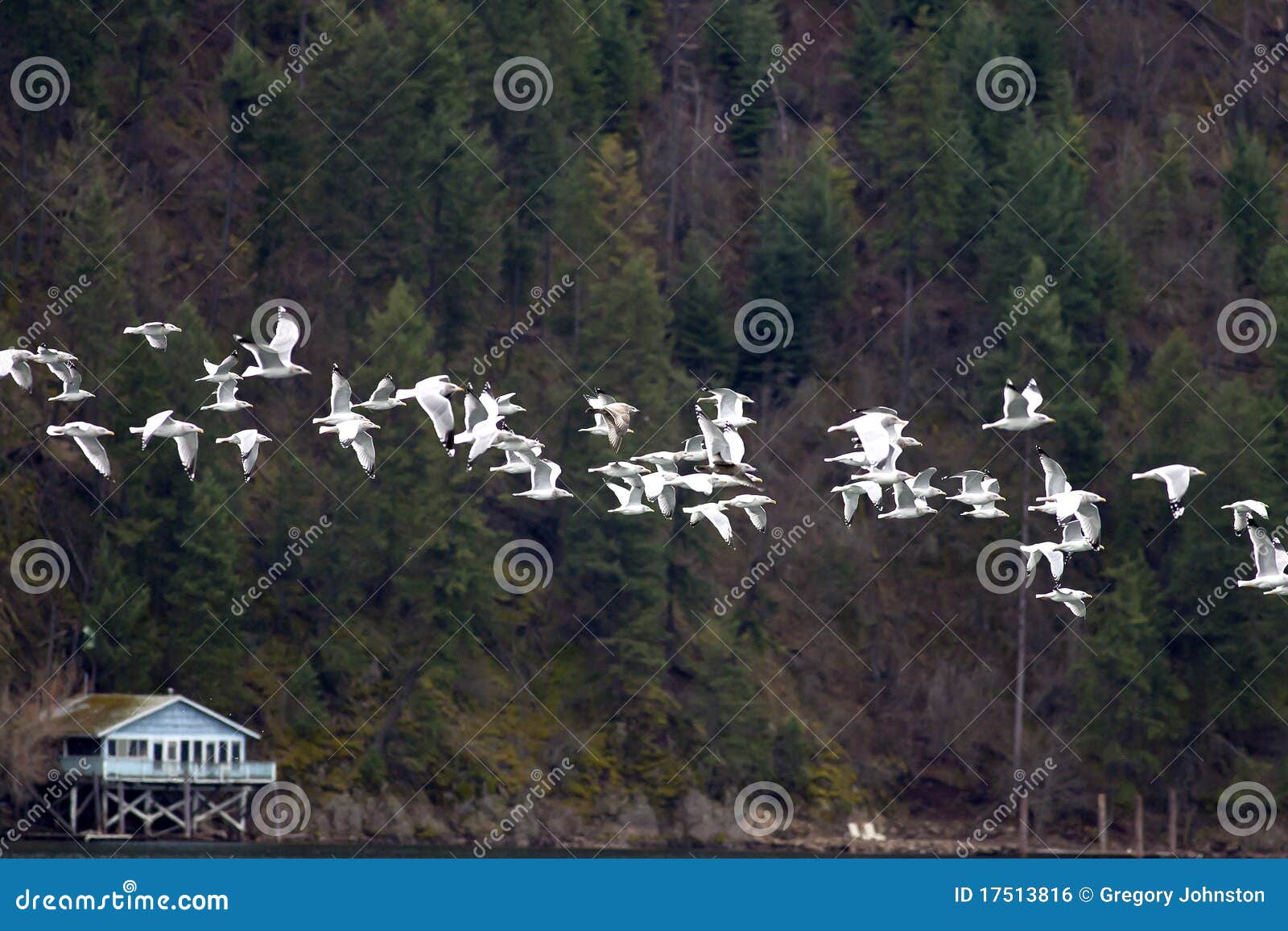 Seagulls flying in a line. stock photo. Image of wildlife - 17513816