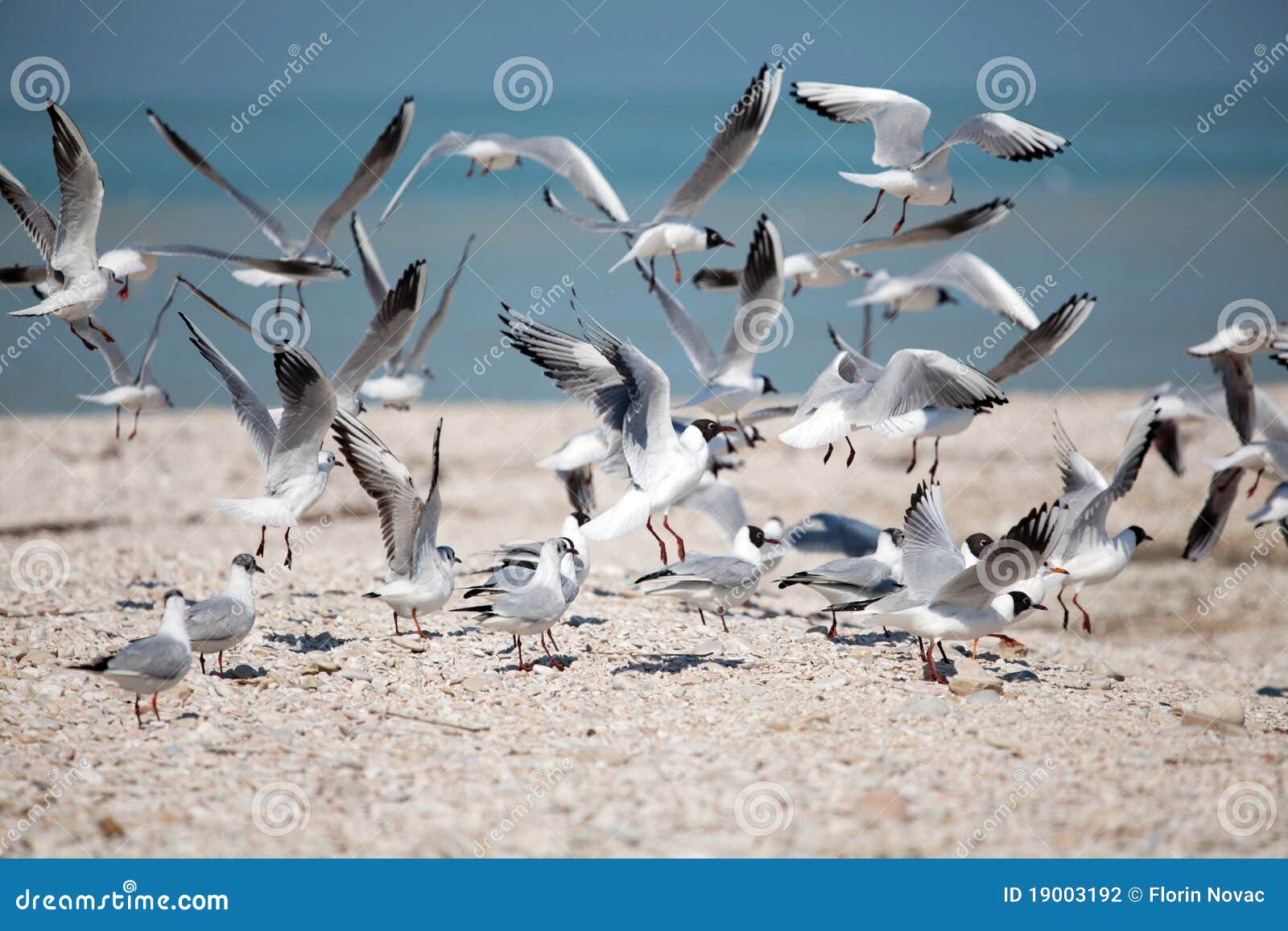 Seagulls flying over beach stock photo. Image of storm - 19003192