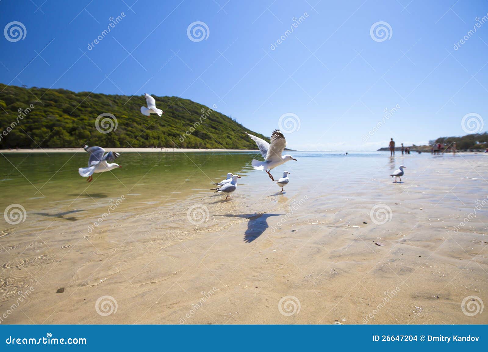 Seagulls flying over beach stock photo. Image of tidal - 26647204