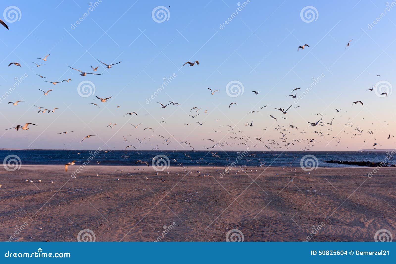 Seagulls Flying Over the Beach Stock Photo - Image of outdoors ...