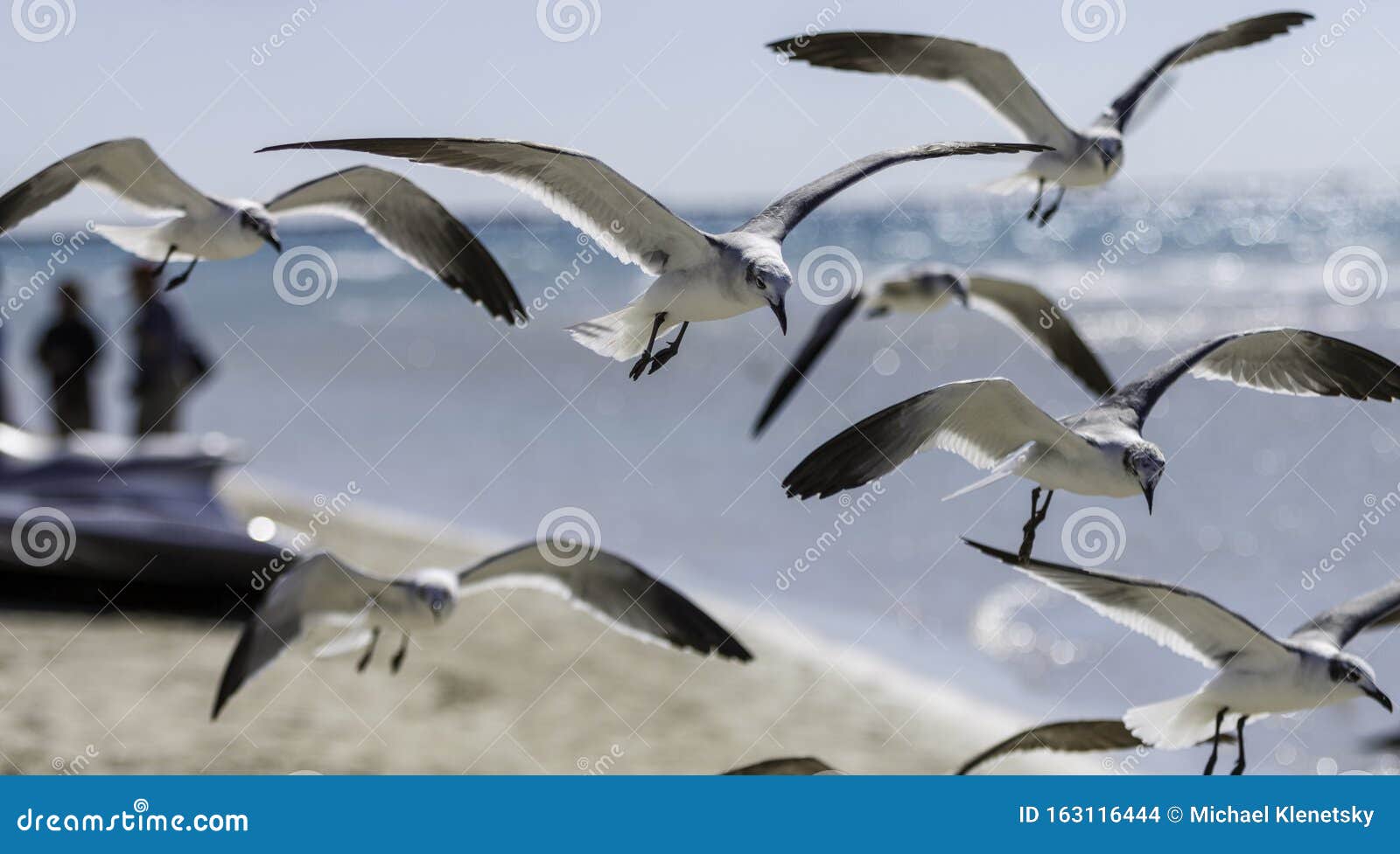 Seagulls stock photo. Image of birds, coastal, sunny - 163116444