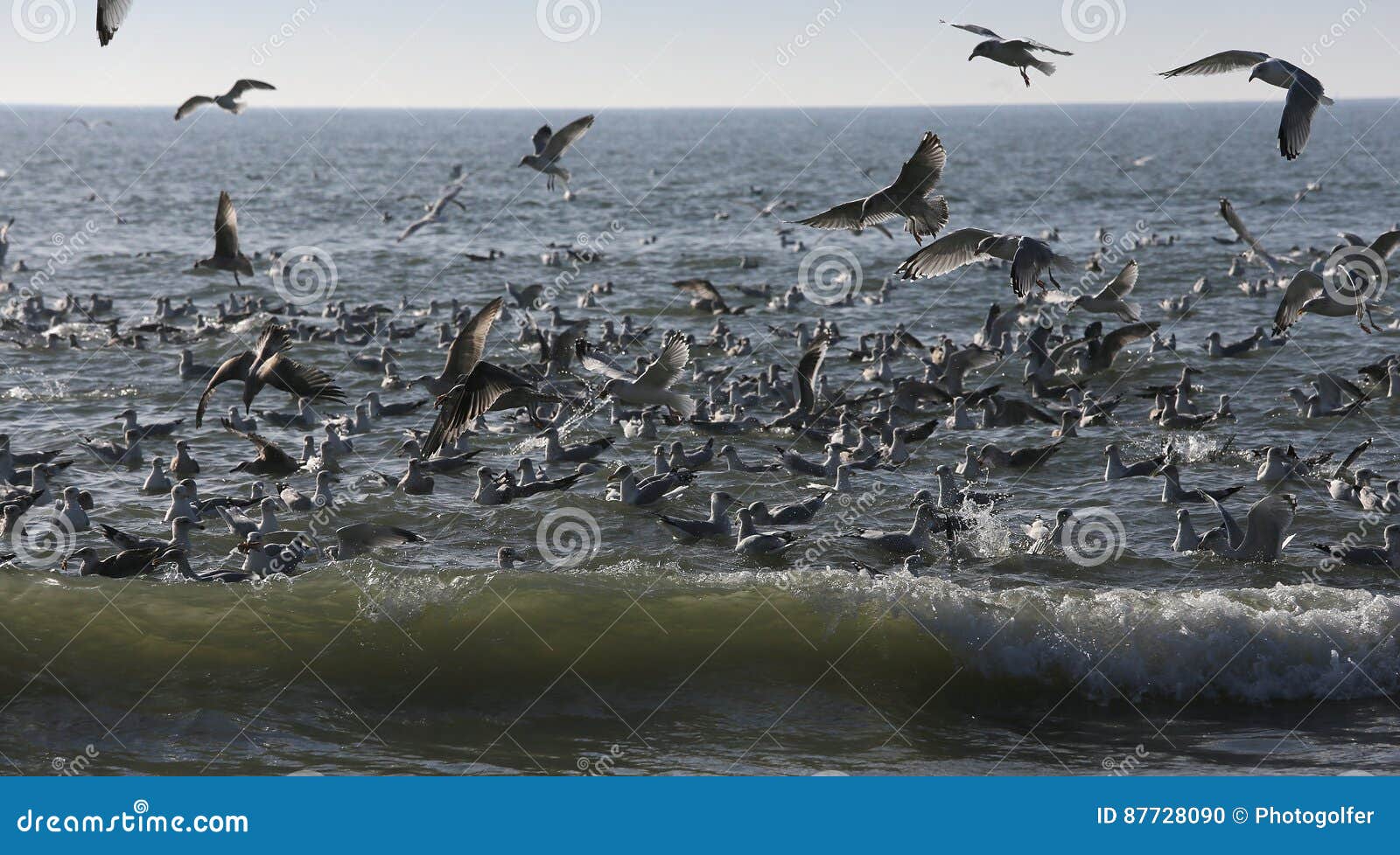 Seagulls Flying Over the Ocean Stock Photo - Image of beak, wildlife ...