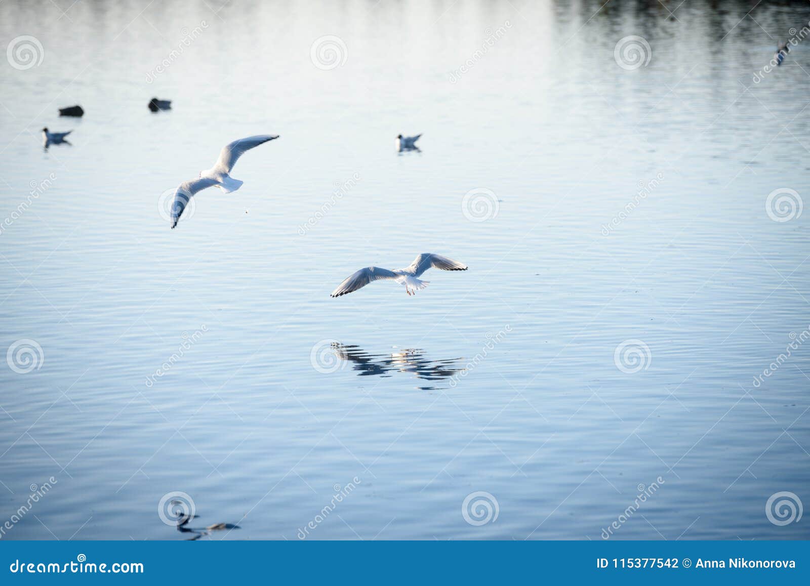 Seagulls Flying Over the Water Stock Photo - Image of beauty, flight ...