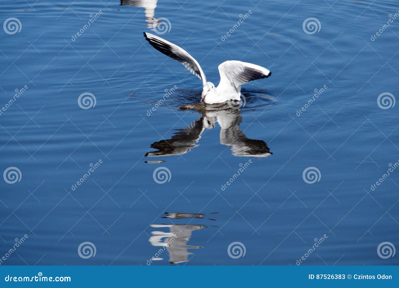 Seagulls flying stock image. Image of elegance, danubegulls - 87526383