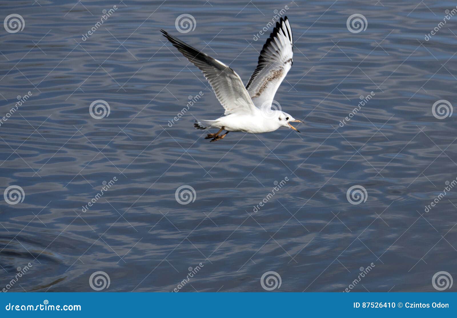 Seagulls flying stock photo. Image of group, fish, effect - 87526410
