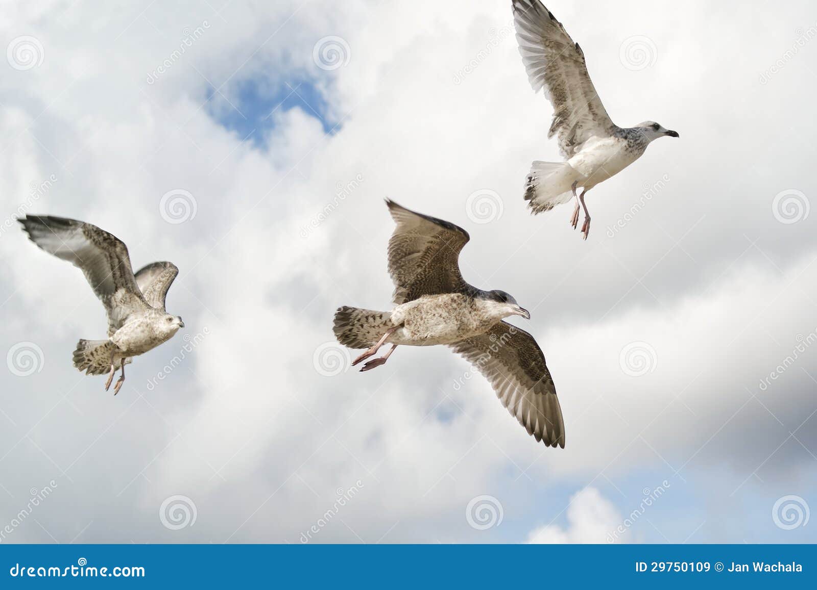 Cute Sweep Bird Stock Photos - Free & Royalty-Free Stock Photos from ...