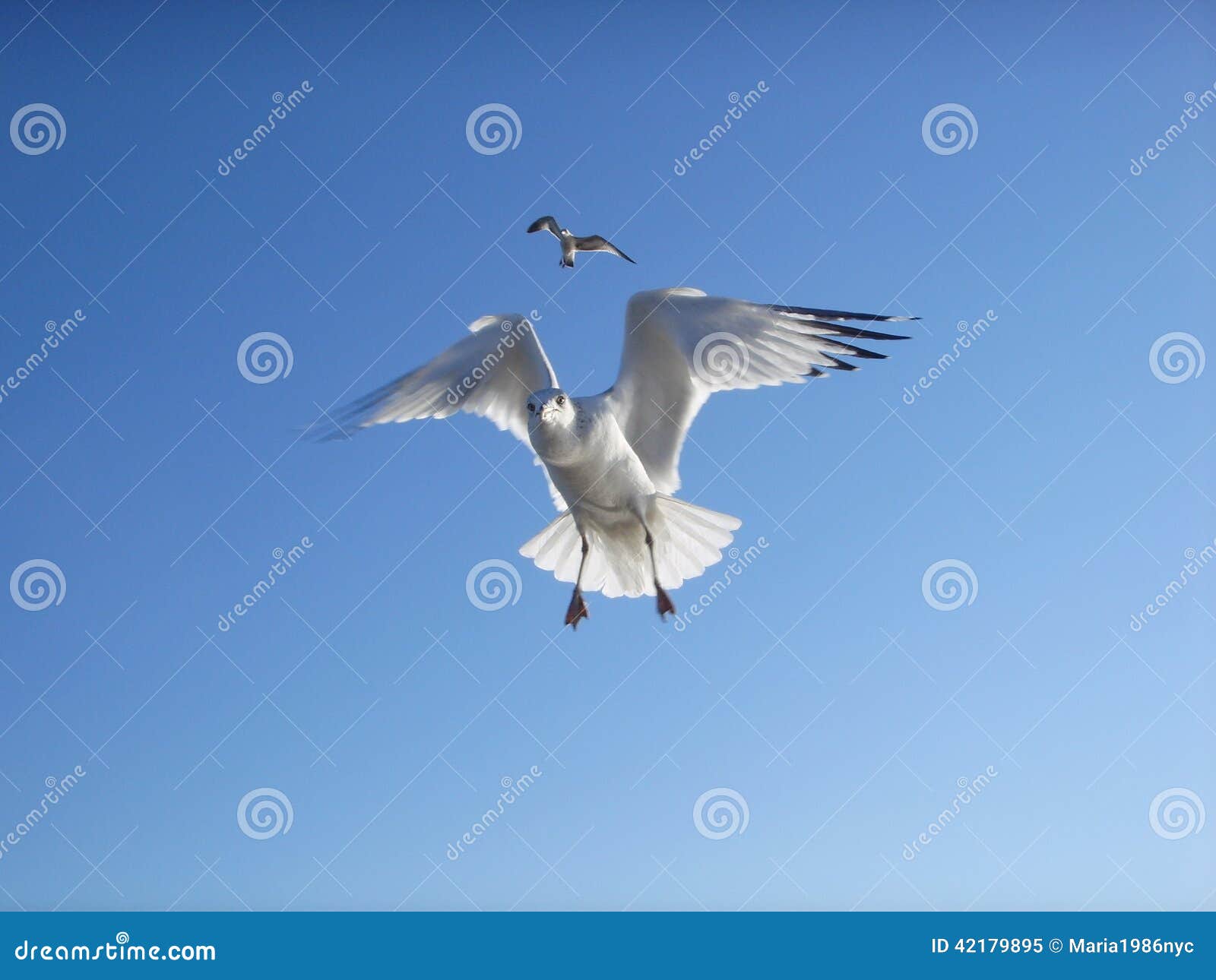 Seagulls Flying in the Sky on Brighton Beach. Stock Image - Image of ...