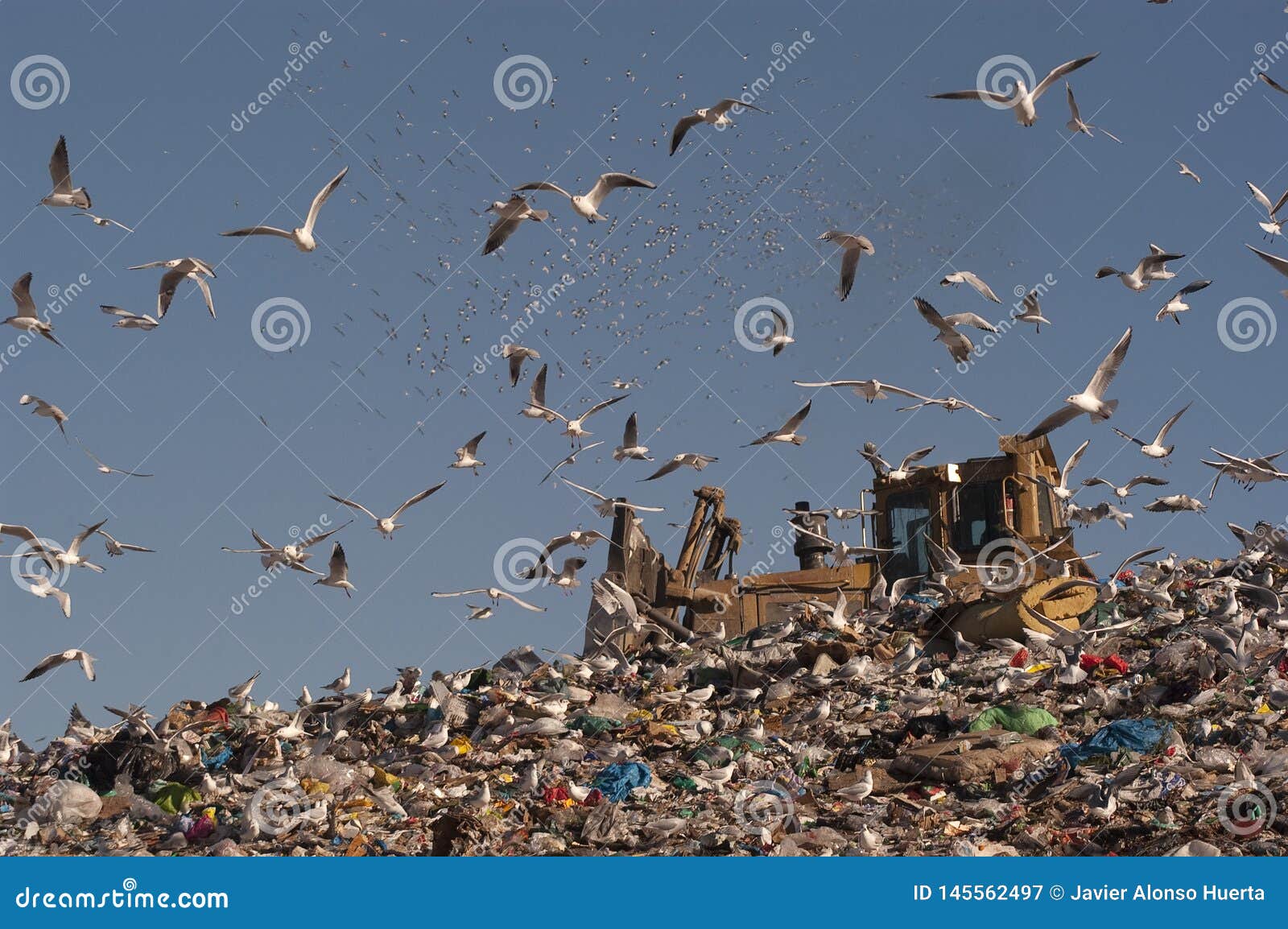 Seagulls Flying in the Trash Stock Image - Image of container, disposal ...