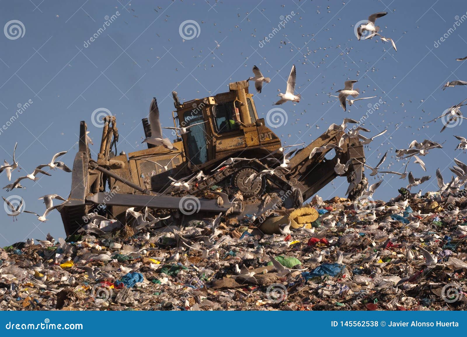 Seagulls Flying in the Trash Stock Photo - Image of environmental ...