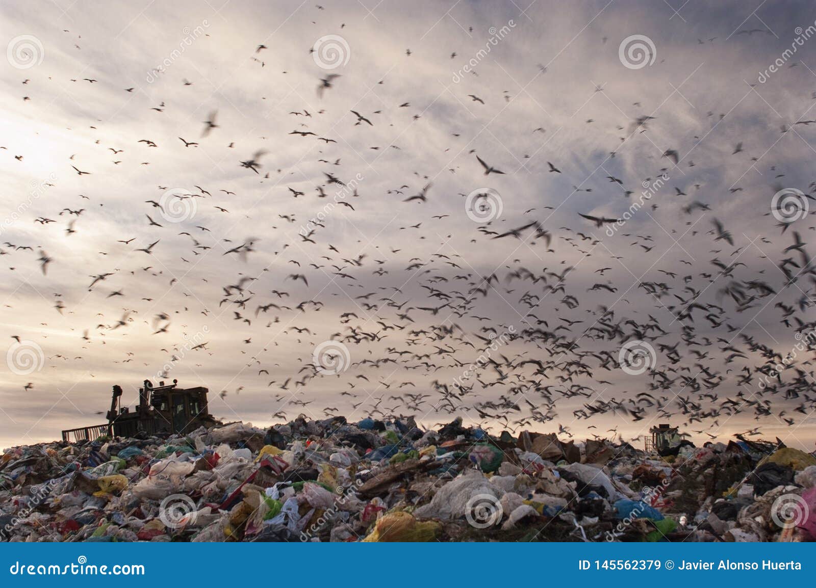 Seagulls Flying in the Trash Stock Image - Image of disposal ...