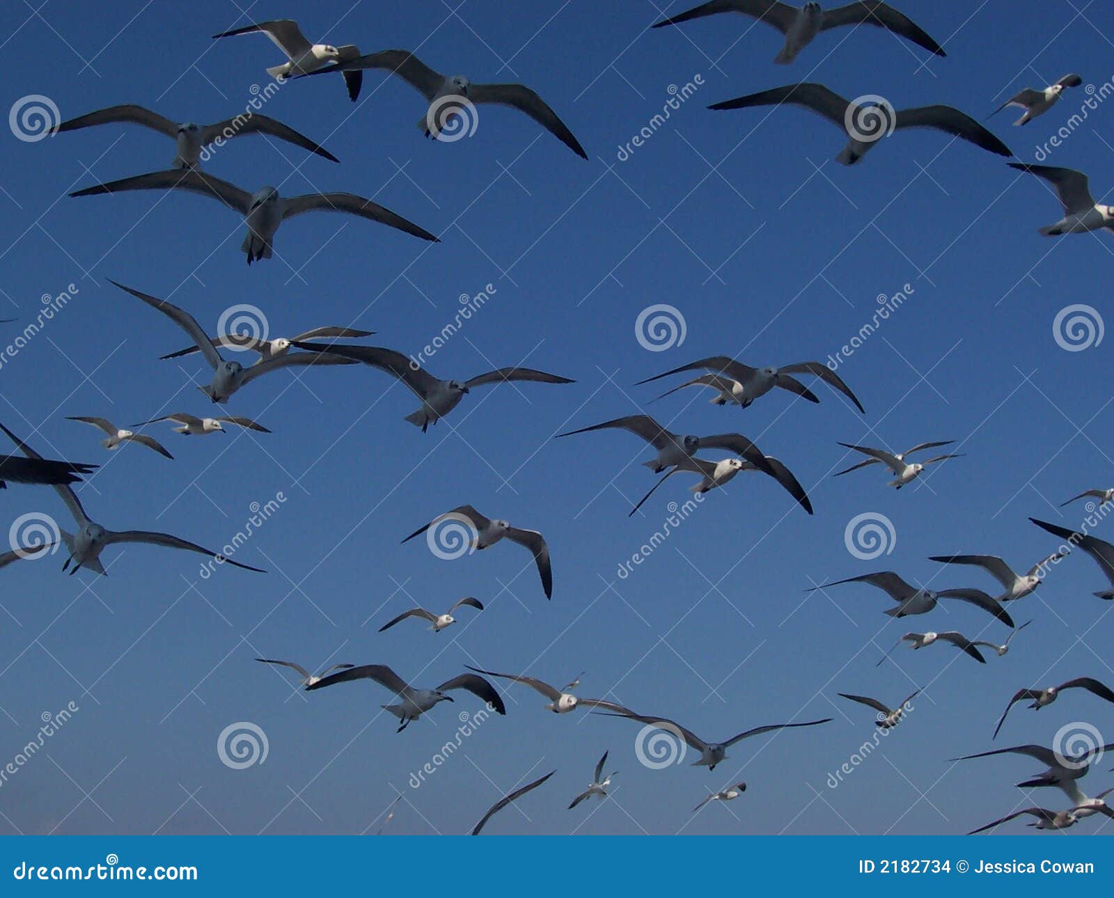 Seagulls in a Group stock photo. Image of seagull, group - 2182734