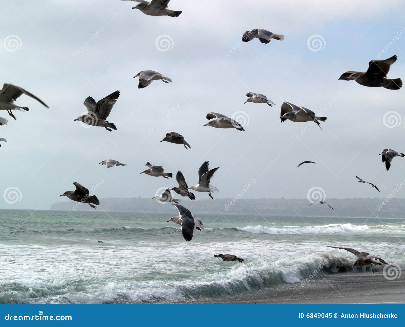 Seagulls group taking off stock image. Image of birds - 6849045