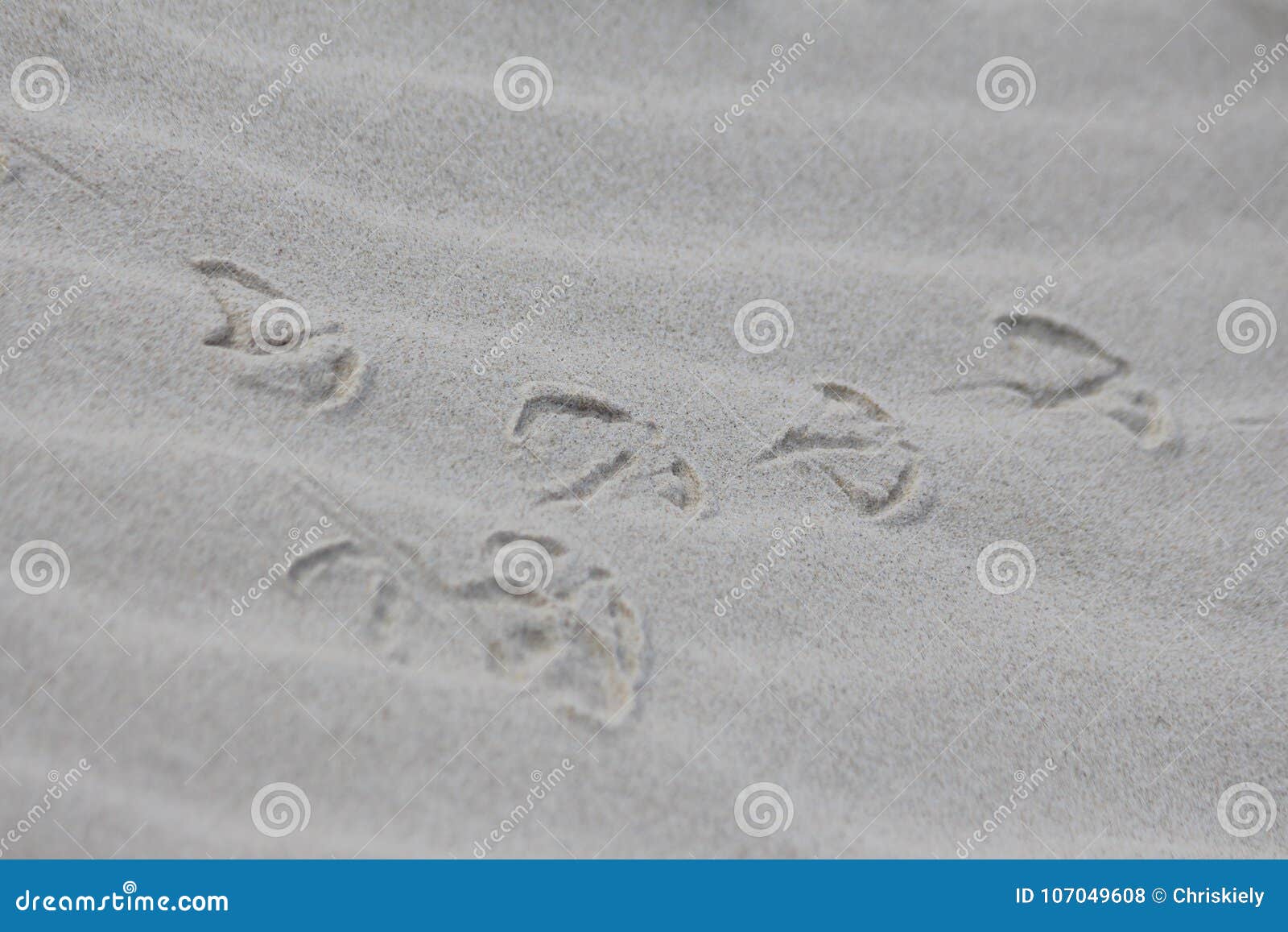 Seagull footprints in sand stock photo. Image of orange - 107049608