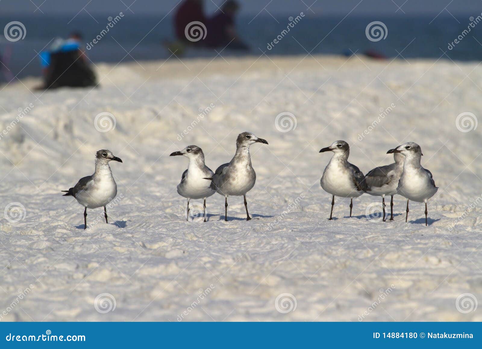 Seagulls having a talk stock photo. Image of sternidae - 14884180