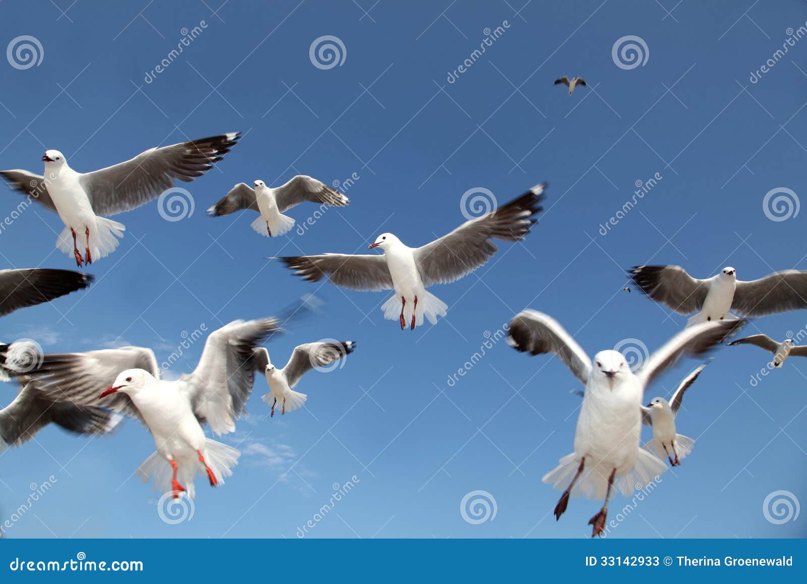 Seagulls stock image. Image of blue, ocean, spread, seagull - 33142933